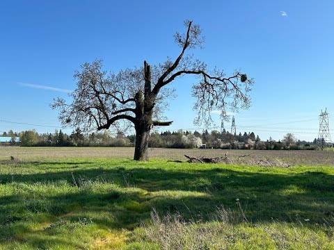 Oregon Mediterranean Oak Borer Beetle Update—April 4, 2024 | Good News ...