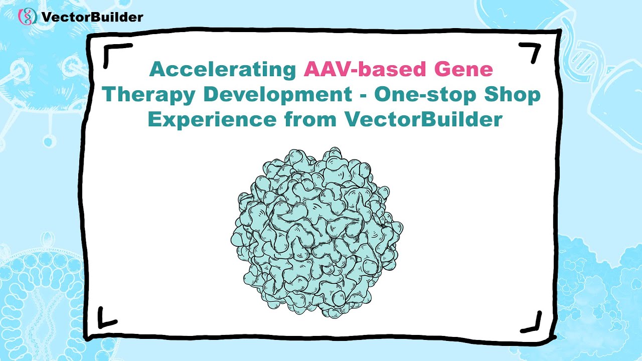 Accelerating AAV-based Gene Therapy Development: One-stop Shop Experience from VectorBuilder