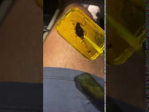 Ilya has a Scorpion in his Lollipop I Vlog Squad Moments #156