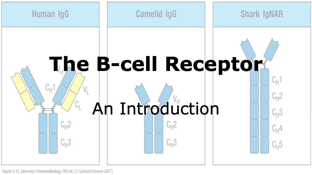 Introduction to the B-cell Receptor