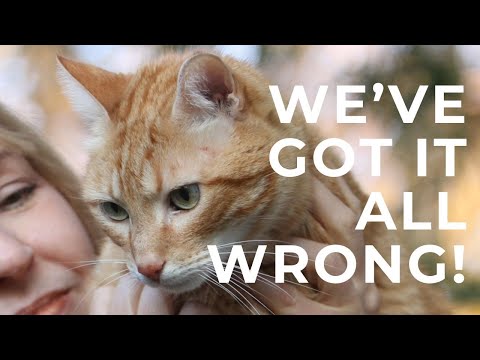 5 Cat Behavior Myths debunked by a cat behaviorist | Why your cat's behavior is not what you think!