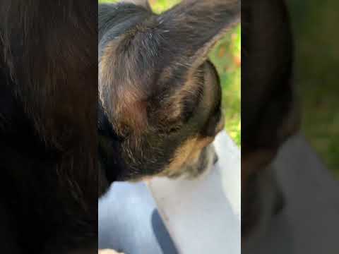 Outside with Odie on his mama’s lap