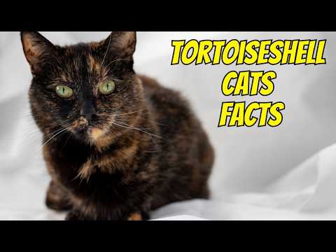 12 Amazing Facts About Tortoiseshell Cats - "torties"