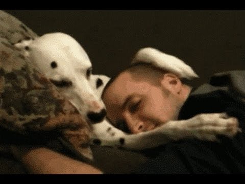 20 Cute Dog Gifs Depicting How Caring Dogs Can Be