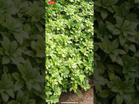 PlantSnap identifies Pachysandra (Pachysandra terminalis)