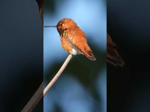 Rufous hummingbird ✨❤️✨