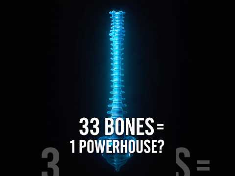 The human spine has 33 vertebrae #afact #funfacts #dailyfacts #spine #facts #suneffect #wildlife