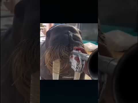 Walrus sings Mandy Candy????????#brawlstars #memes