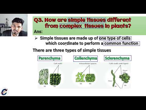How are the simple tissues different from complex tissue in Plants| Biology