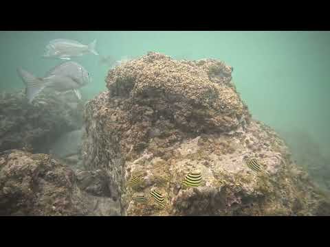 June 24,2025 Isshiki Beach Snorkeling
