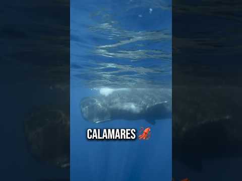 CALAMARES GIGANTES 🦑 VS CACHALOTES en el Mar de Cortés 🌊 #calamar #spermwhale #shorts #oceano #mar