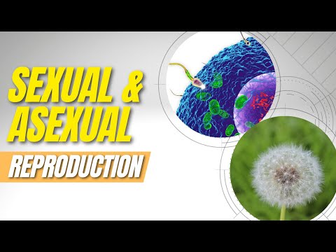 Sexual & Asexual Reproduction | Offspring, Genetic Material & Parents