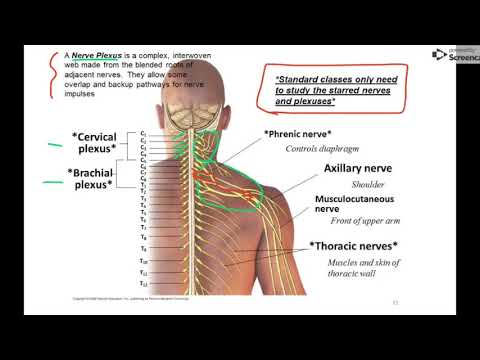 Spinal Cord, Spinal Nerves, and Spinal Reflexes (Older/Extended version)