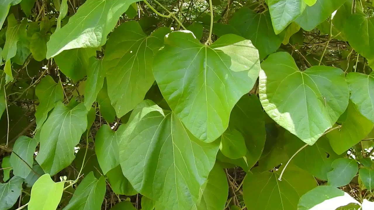 Capital Naturalist: Pipevine