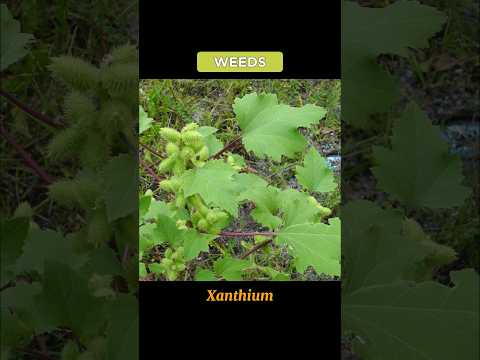 WEEDS #weeds ||WHAT ARE WEEDS #shors#viral#trending ••• ONLY FOR LEARNERS •••