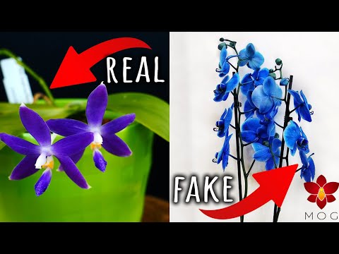 Did you know these Orchids are fake? 🤔 | Orchids that don't actually exist! 🤯