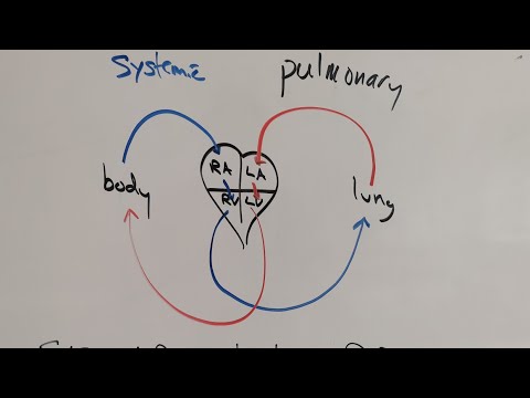 Pulmonary vs Systemic Circuits