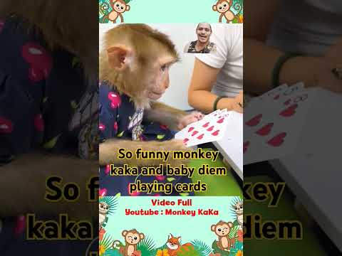 monkey kaka baby diem and mom playing cards so looks funny 🤣 #monkeykaka #kaka