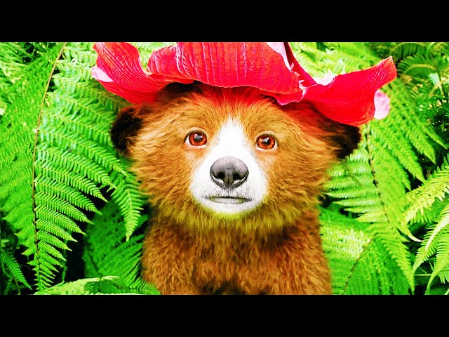 Paddington 3: Release date, plot, cast and more about the bear's ...