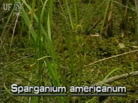 bur-reed (Sparganium americanum)