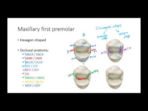 Dental Anatomy: Premolars