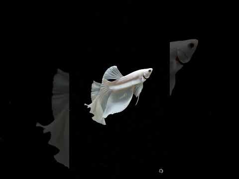 White betta fish in dark black background, swimming #shorts #ai #sora #chatgpt #openai