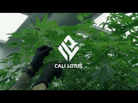 Cali Lotus and Blem Vibe are top shelf flower brands of the highest quality.