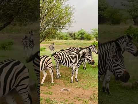 Zebra #safari #animals #nature #wildlife #zebra