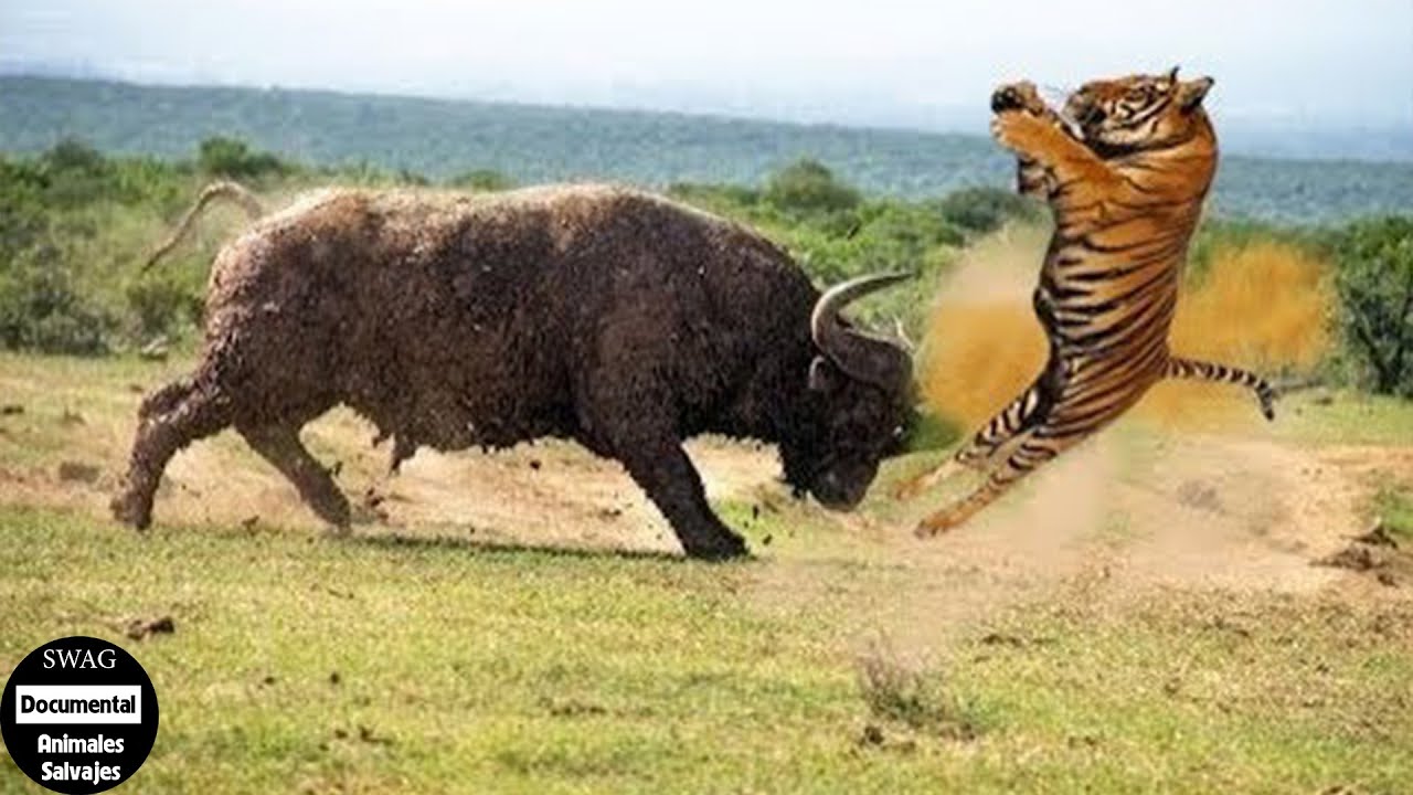30 Momentos En Los Que El Rey Tigre Fracasó Ante Una Presa Feroz | Animales Salvajes