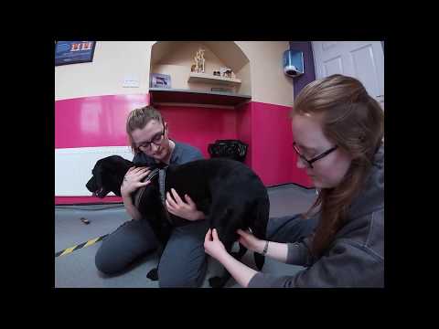 Physio - Hind Leg Massage -Bright Side vets