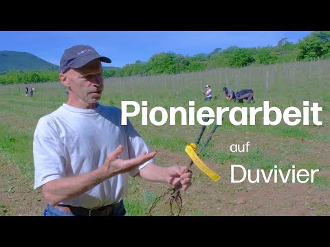 Pionierarbeit für eine nachhaltigere Zukunft: Neue PIWI-Sorten für Château Duvivier