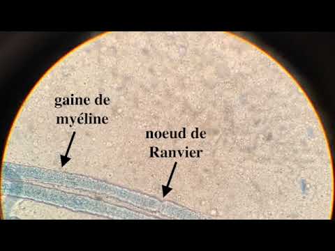 observation d'un nerf