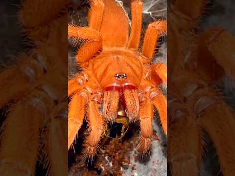 The most ORANGE TARANTULA IN THE WORLD!! 🥴🍊