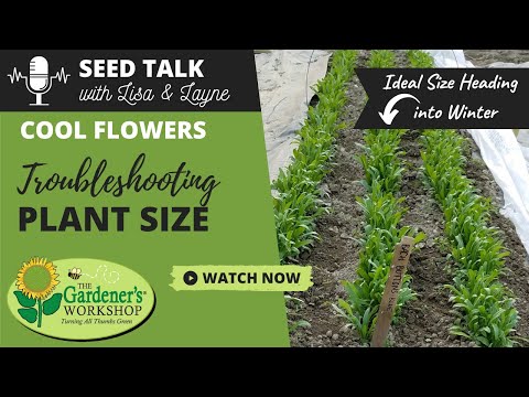 Seed Talk #16 - Cool Flowers - Troubleshooting Plant Size