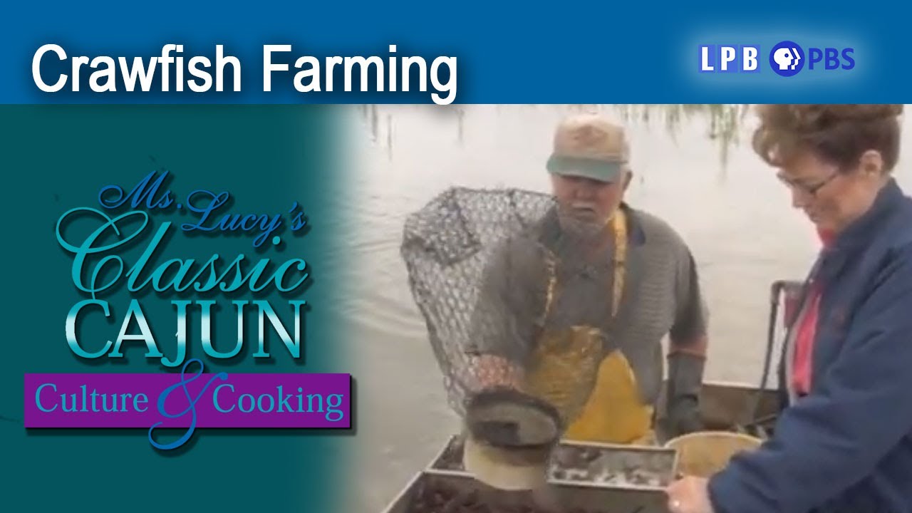 Crawfish Farming | Crawfish | Ms. Lucy (2000)