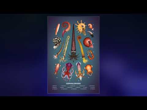 Cephalopod