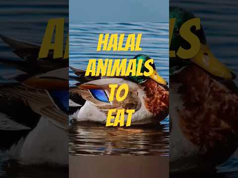 Which is Halal Animals to eat in Islam. #islam #shorts #subscribe