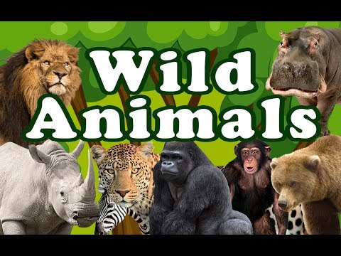 WILD ANIMALS | Learn Wild Animals Sounds and Names For Children, Kids And Toddlers