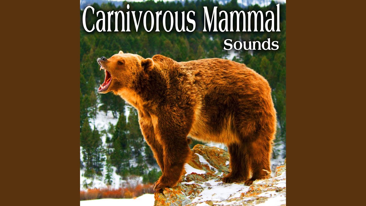 Polar Bear Lets out Multiple Angry Roars