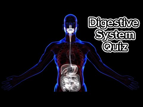 Human Digestive System Quiz- Perfect Exam Review for Students