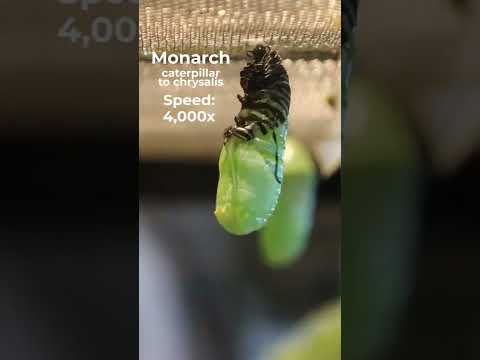 Monarch caterpillar to chrysalis in 15 seconds! ???????? #monarchbutterfly #metamorphosis