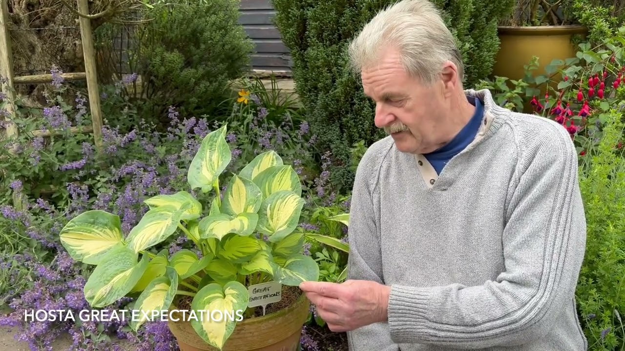 Hosta Great Expectations from Rewela Hostas