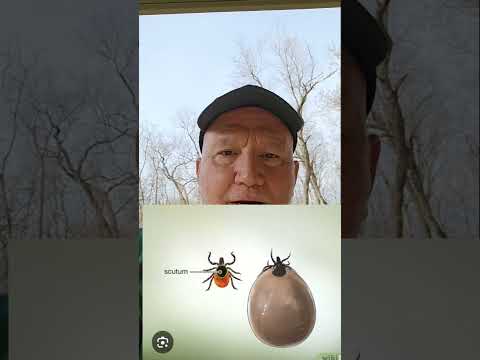 American Dog Tick vs Deer Tick #lymedisease #dogtick #deertick #engorgedtick #Tickidentified