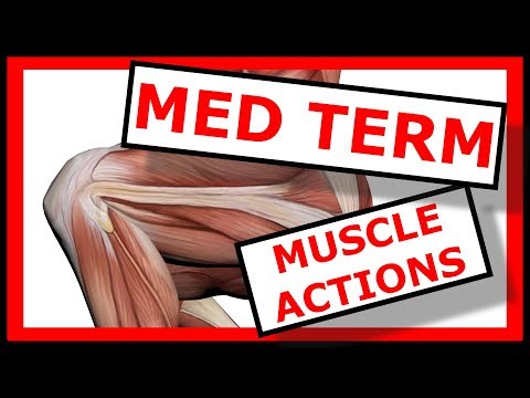 Medical Terminology Crash Course: Muscle Terms that Describe Actions