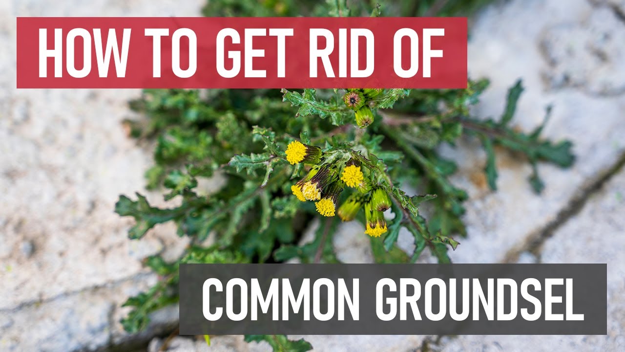 Common Groundsel Control
