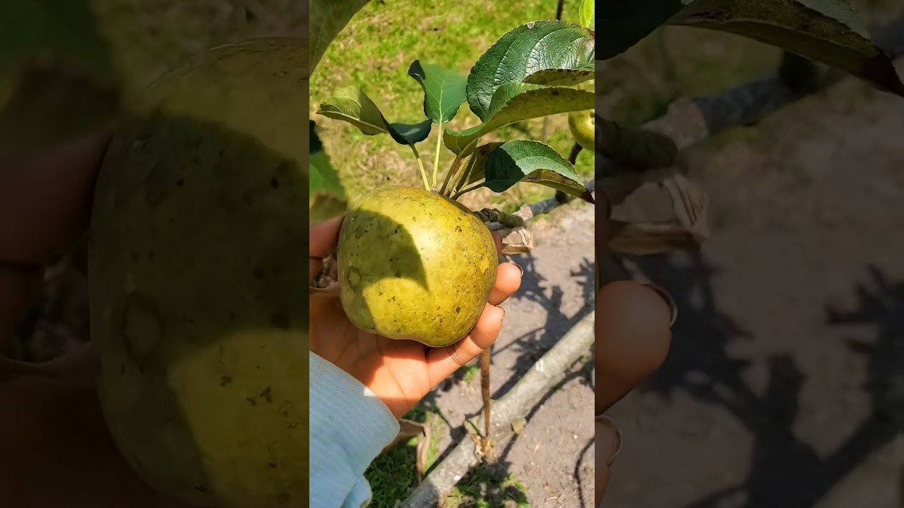 The main requirement for pear trees to bear fruit in Indonesia #pearfruit #pear