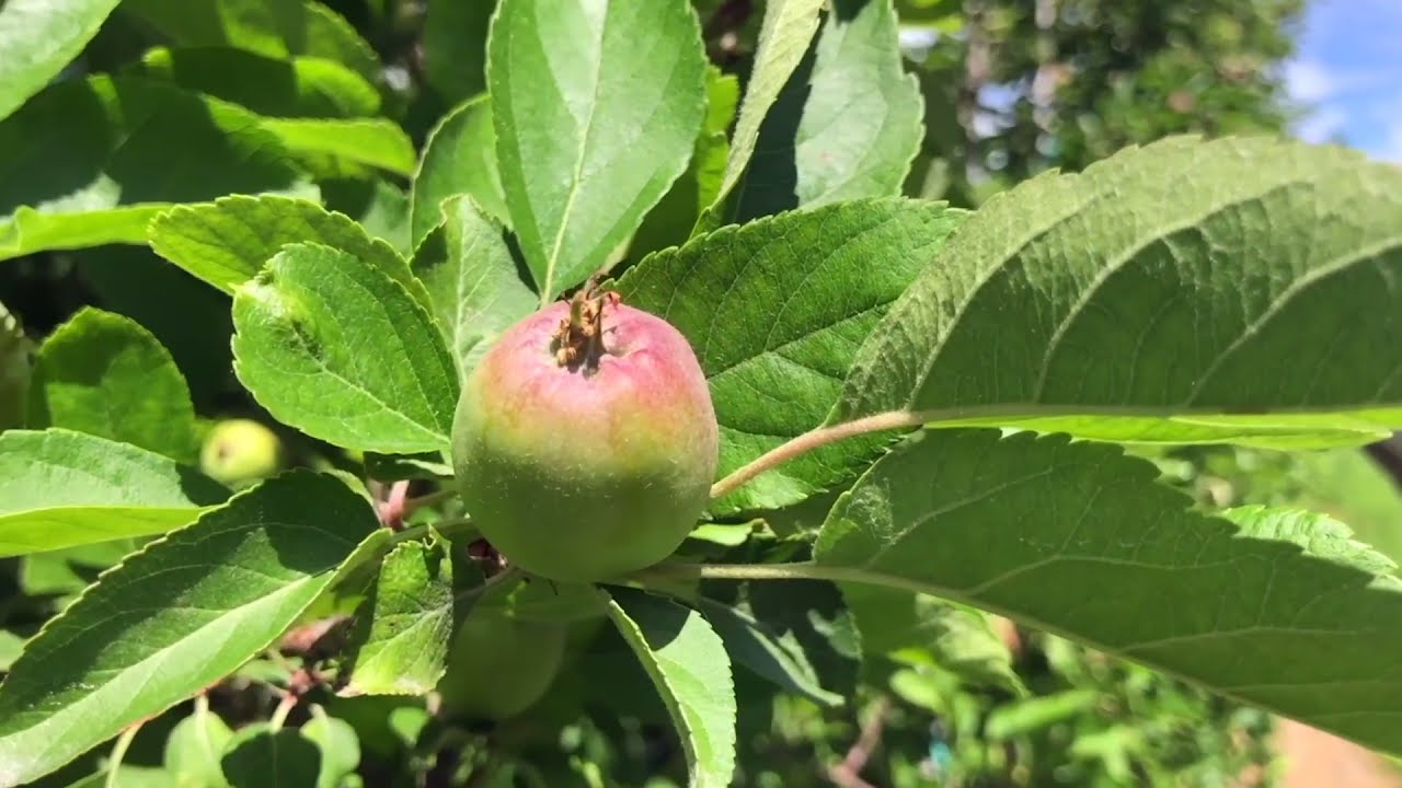 Sugarbee® Apples Crop Update | Week 2
