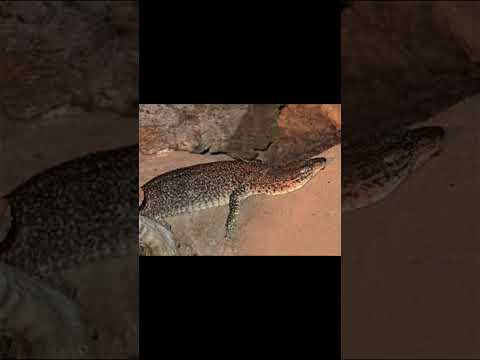 Mitchell's Monitor ( Varanus mitchelli)