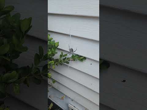 Yellow Garden Spider kicks #stinkbug out of her #spiderweb for being too stinky #insects #spider