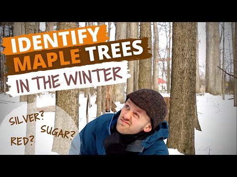 Systematically Identify Maple Trees During Winter (Sugar Maple, Red Maple, Silver Maple)